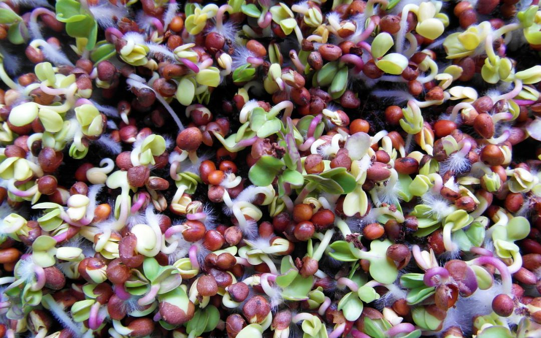 Sprossen und Keimlinge Archive - fitundbio.de